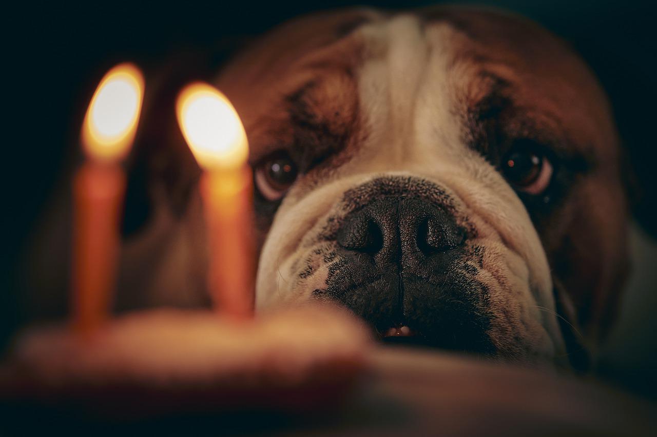 Dog Birthday Quotes - Top quotes for your dogs birthday